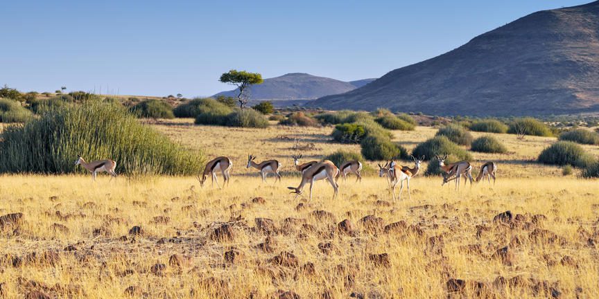 On the tracks of desert elephants, black rhino & the Ovahimba ...