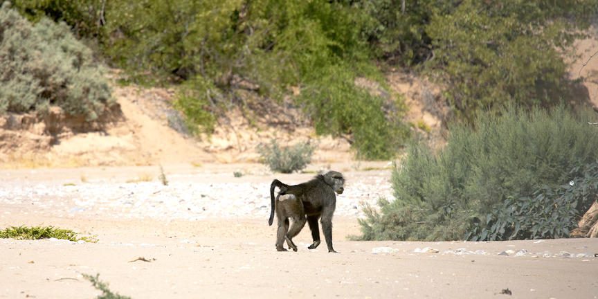 On the tracks of desert elephants, black rhino & the Ovahimba ...
