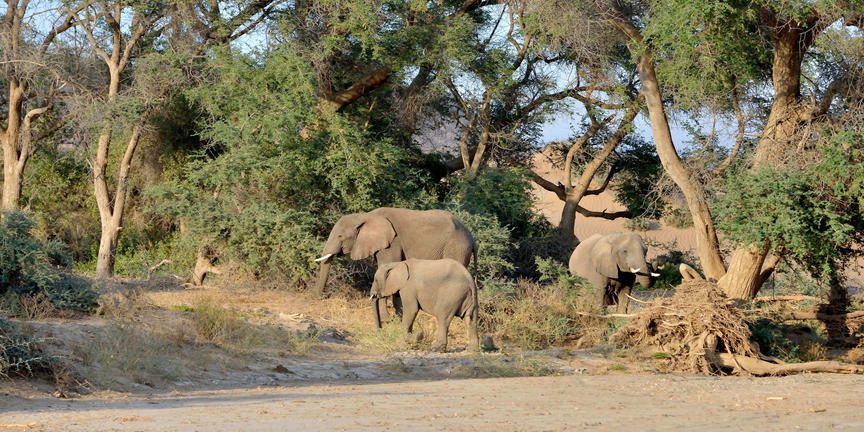On the tracks of desert elephants, black rhino & the Ovahimba ...